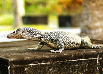 巨蜥科 Varanidae 蓝色动物学